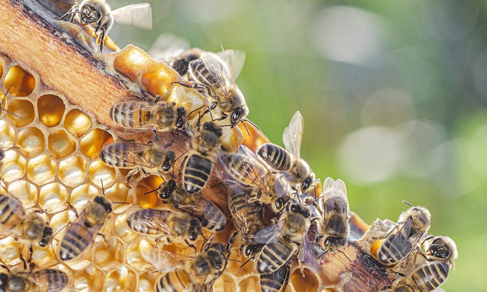 5 Frame Live Honey Bee Nucs – In-Store Pickup Only – Big Creek Bees